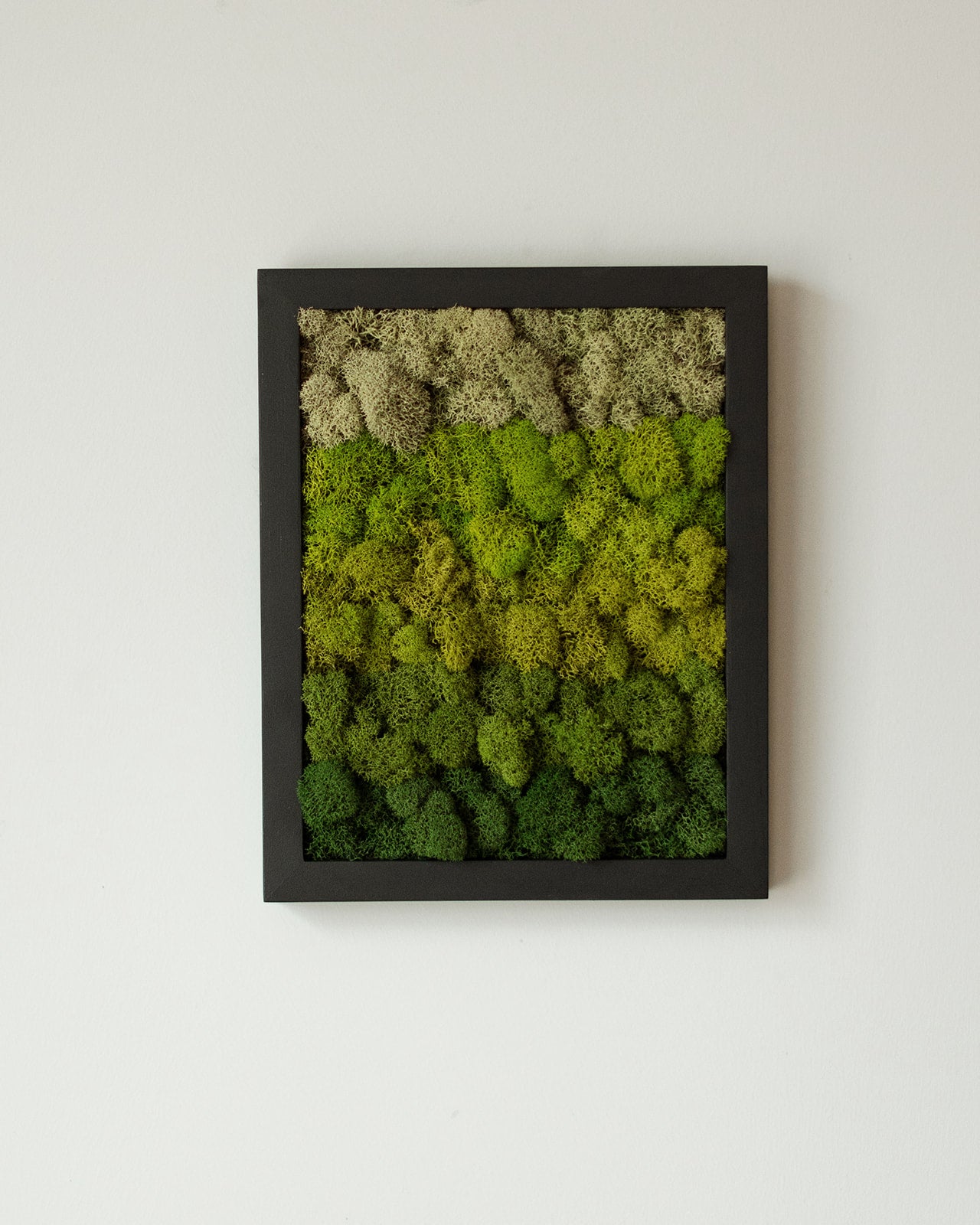 Purple – Solid Moss Co.