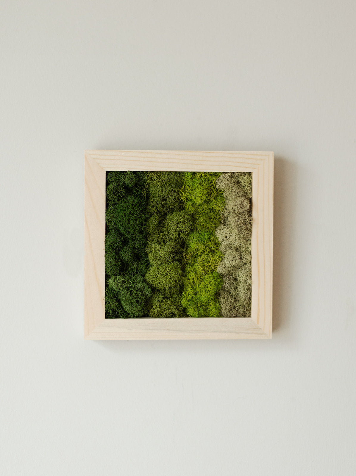 Squares – Solid Moss Co.