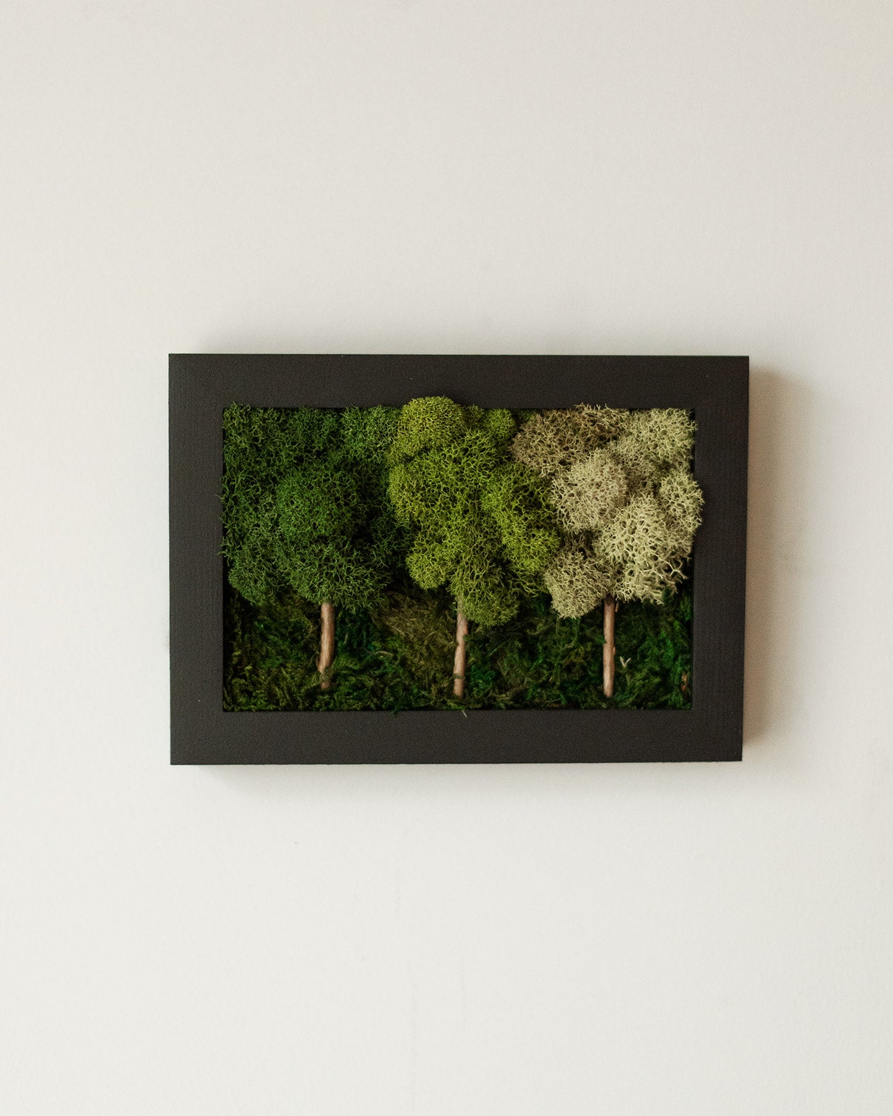 Forest – Solid Moss Co.