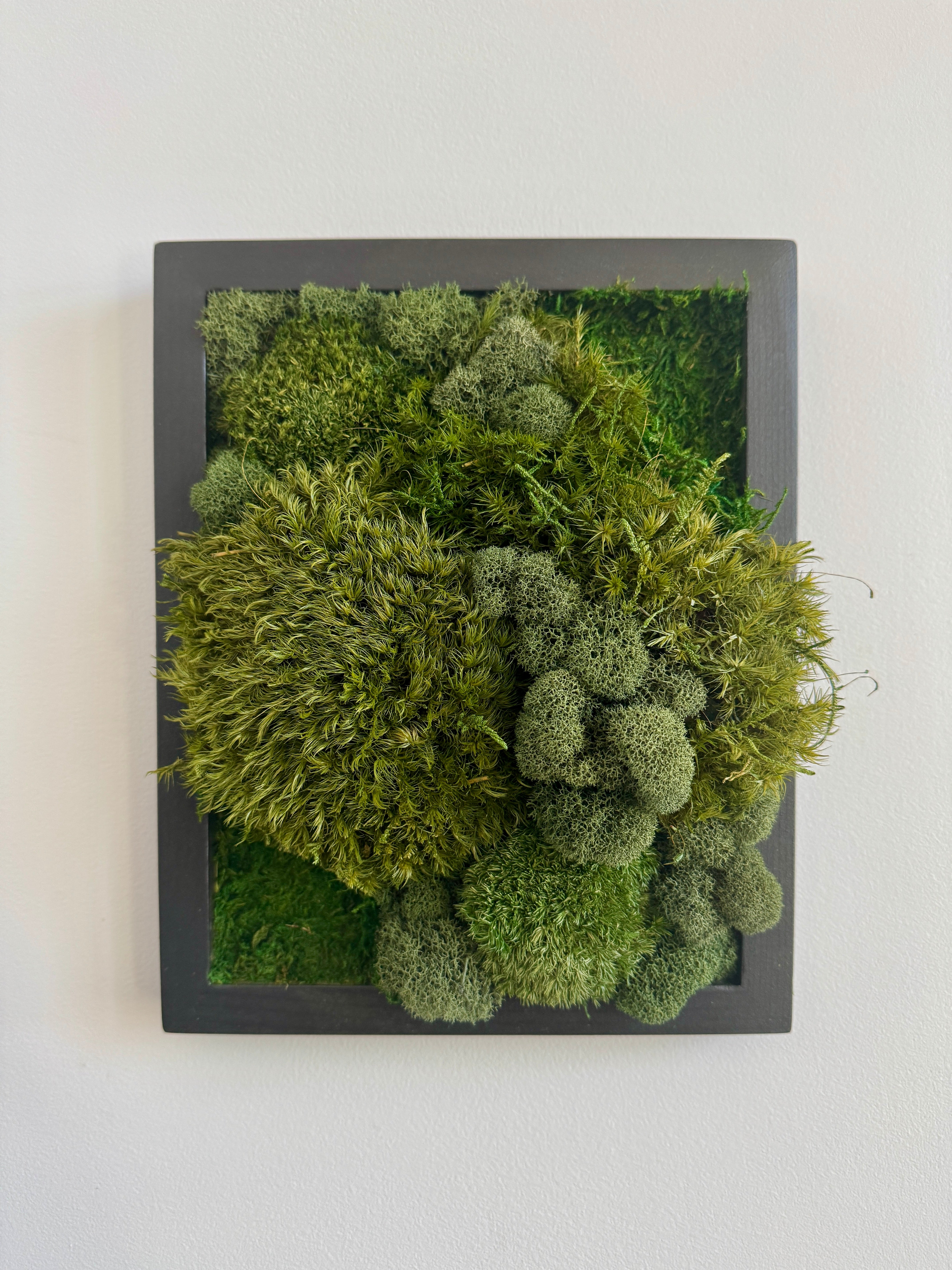 Mixed Moss, Rectangle – Solid Moss Co.
