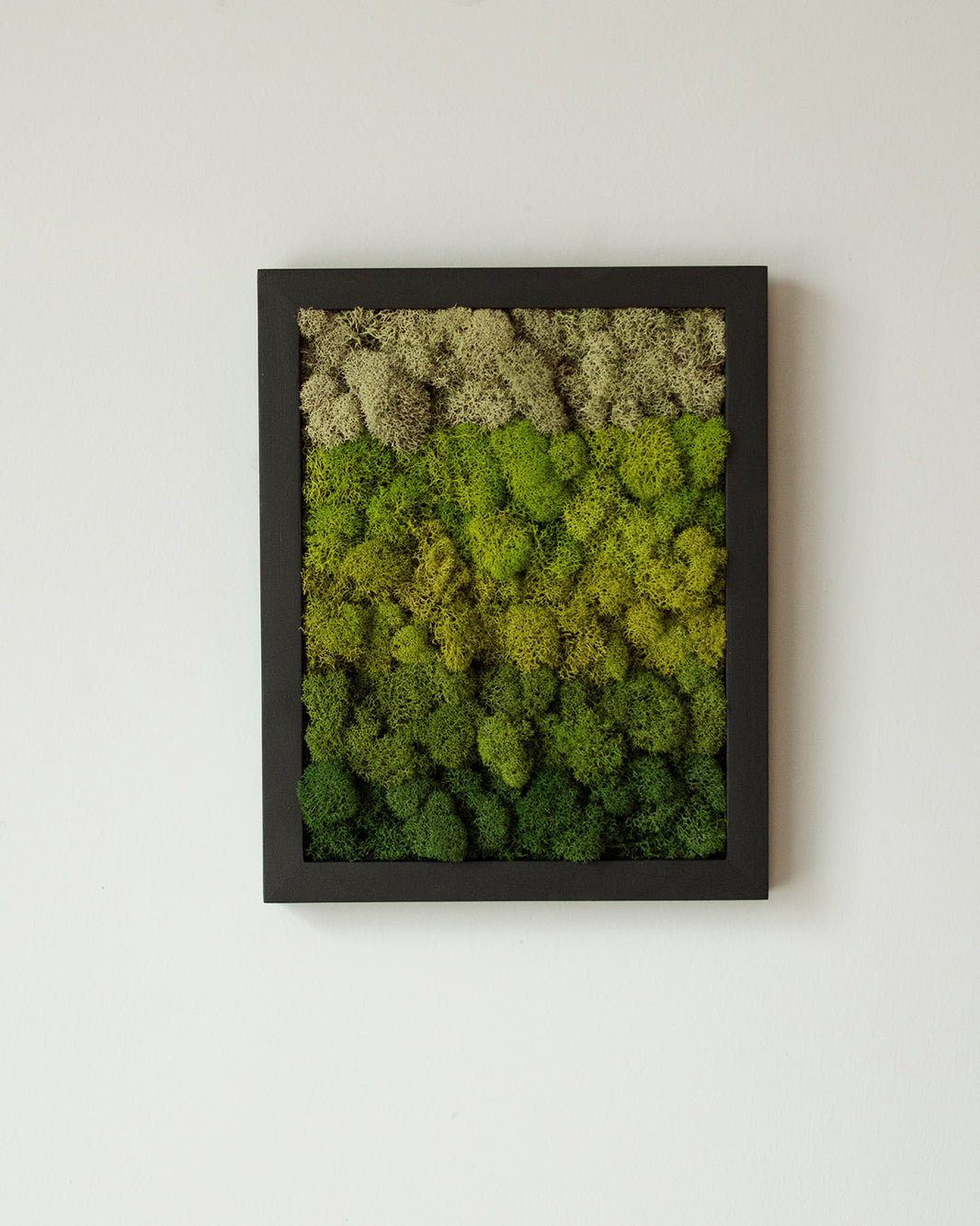 Solid Moss Co. | Moss Art for Your Home